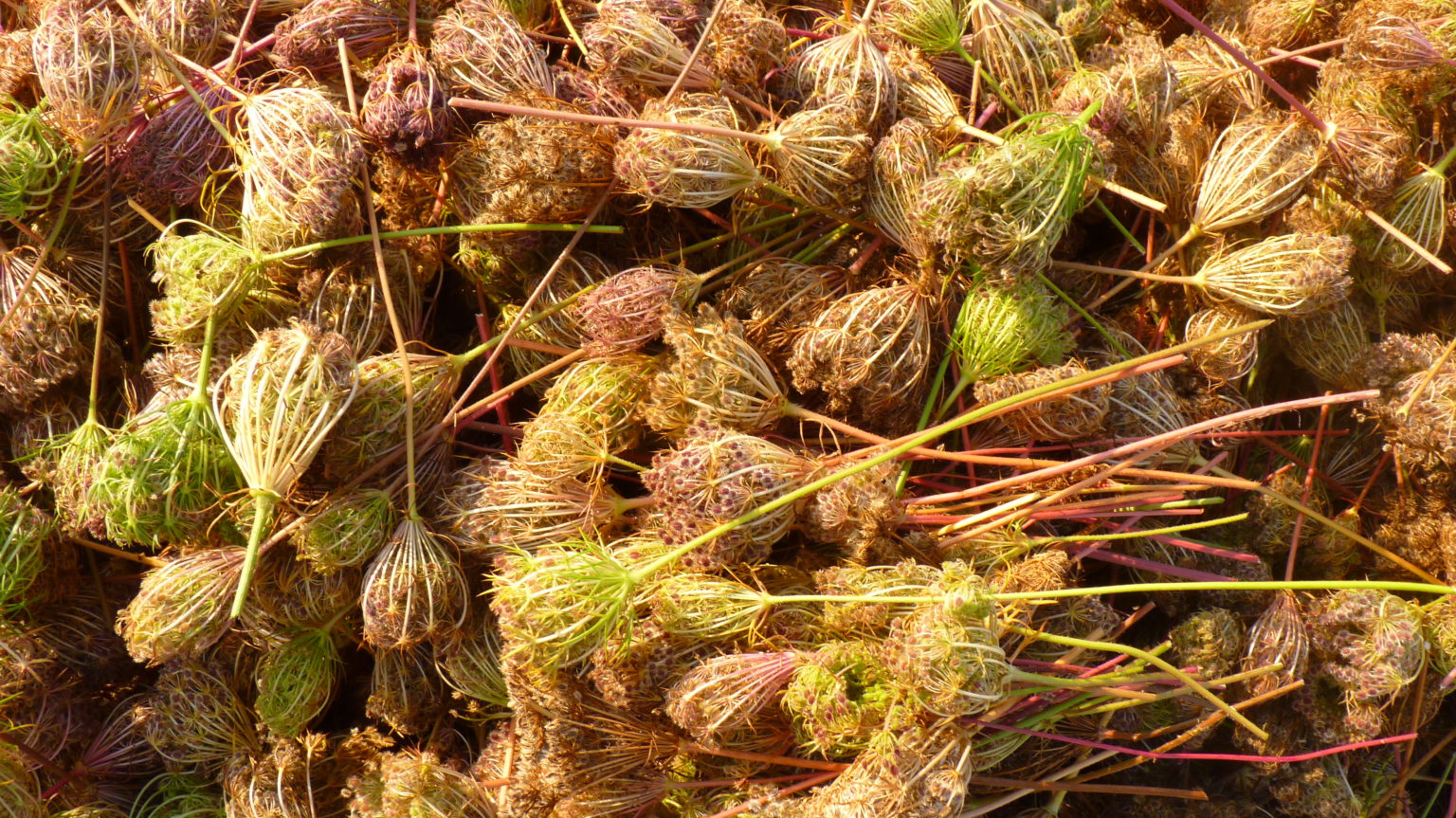 HE Carotte sauvage (5 ml) - La Ferme des 5 sens